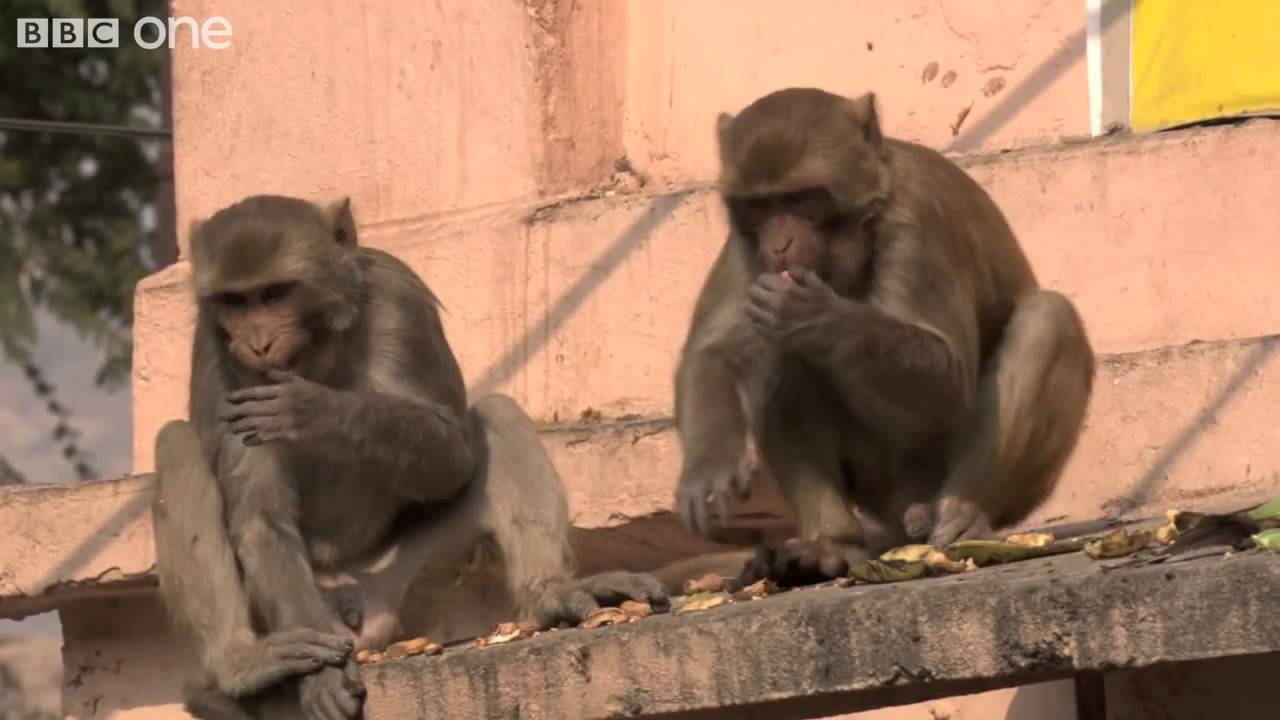 Monkey Muggers Human Planet, Cities, Preview BBC One - YouTube