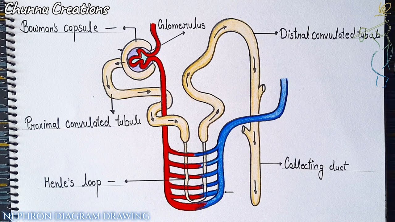Nephron Diagram Simple Nephron Structure And Function – Integrated
