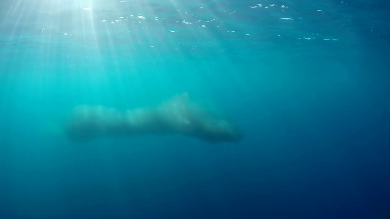 Krill Swarm, The Bonney Upwelling, off Cape Bridgewater, Victoria - YouTube