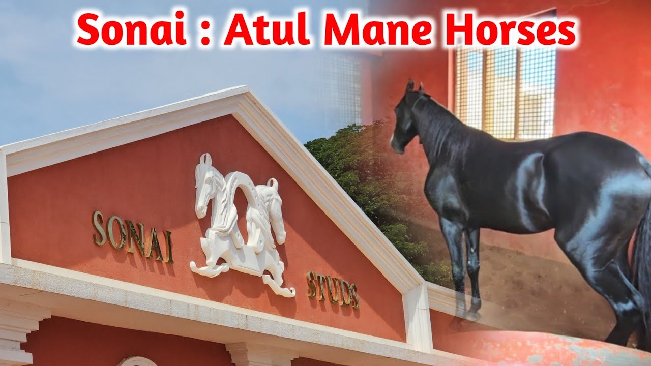 Sonai Stud Farm Maharashtra | Atul Mane Horse - YouTube