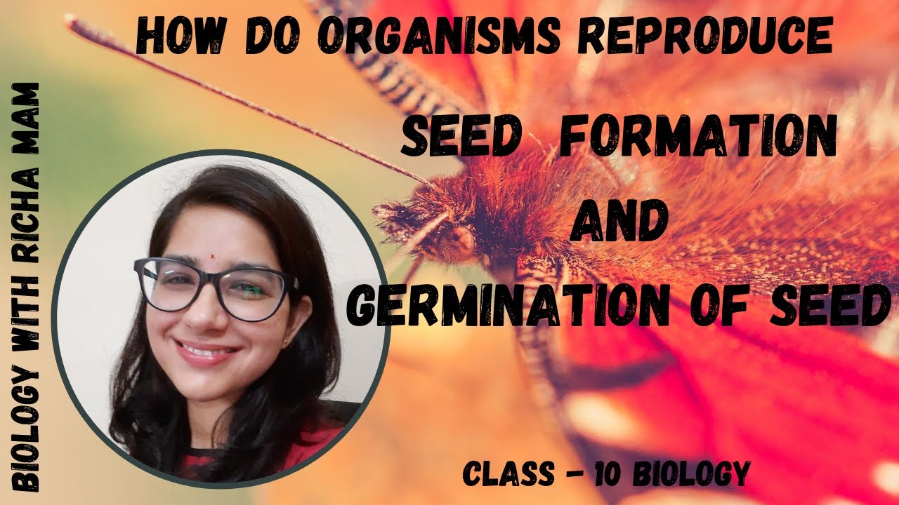 SEED FORMATION || PROCESS OF GERMINATION OF SEED || NCERT EXPLANATION ...