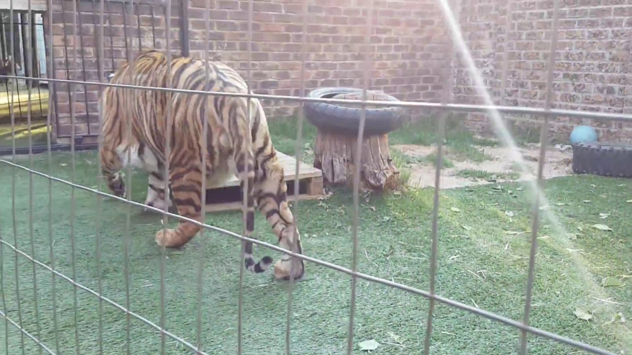 Diego the tiger's reaction ,after being called fat ! - YouTube