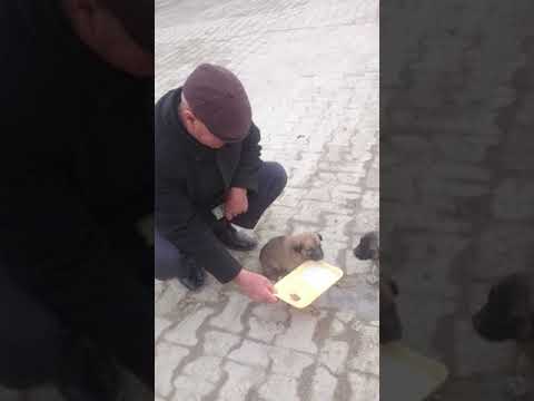 İşte o hayvanlar hayvan gibi davran insanlara örne