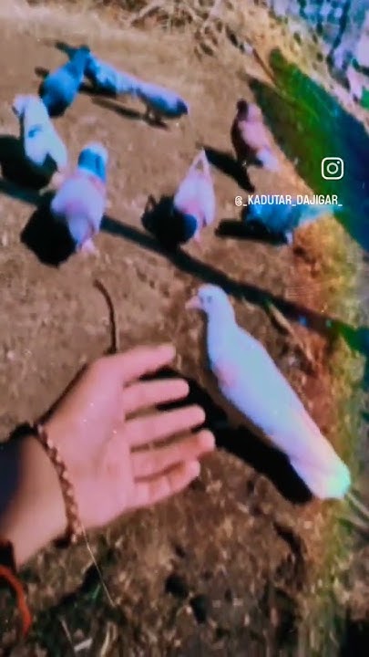 #shortvideo pigyslavr @g,y007 - YouTube