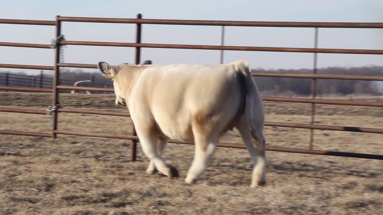 1205 - In God We Trust / Crossbred Heifer - YouTube
