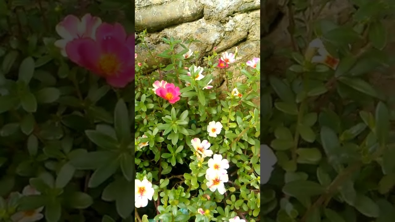 Bunga Jam 9 atau bunga krokot di halaman Rumah - YouTube