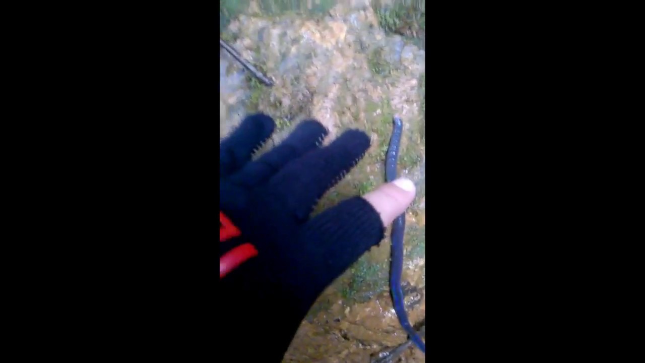 Mountain Kinabalu Giant WORM - YouTube