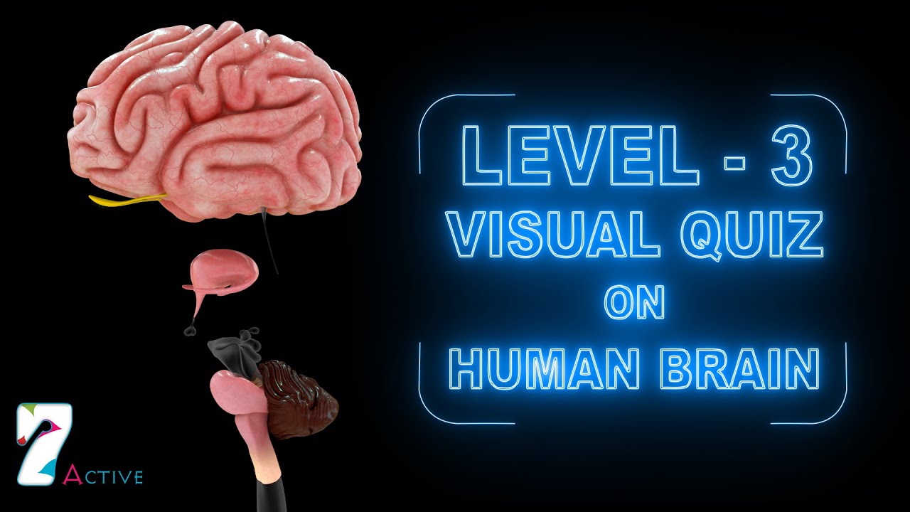 Visual Quiz on Human Brain (Level - 3) - YouTube