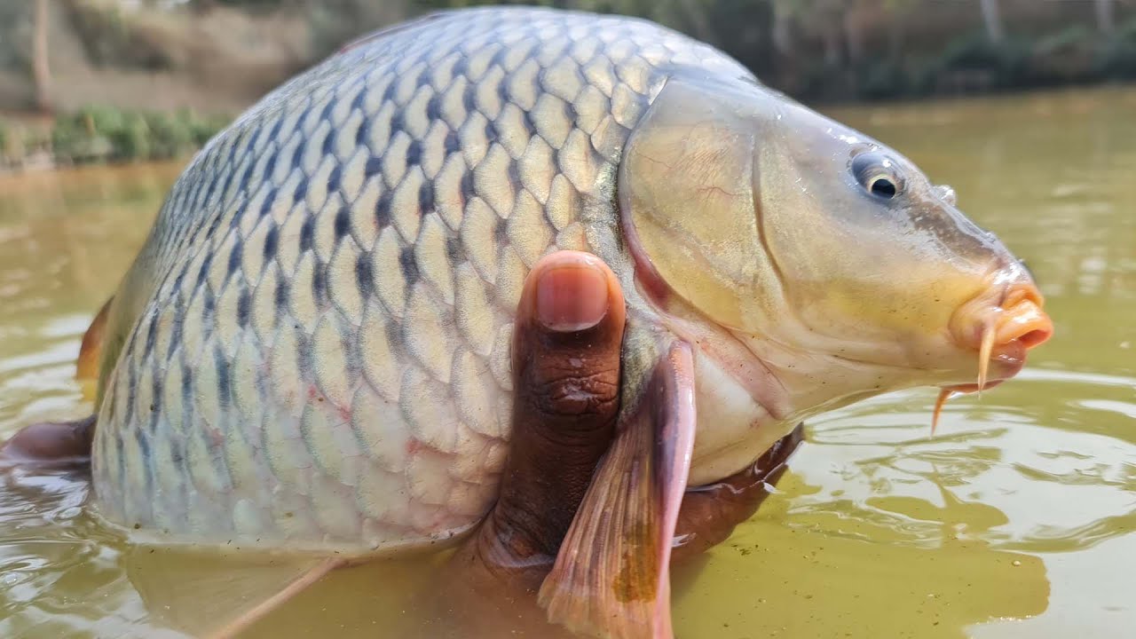 Unique Underwater Fishing | Best Fish Catching | Best Fishing Video ...
