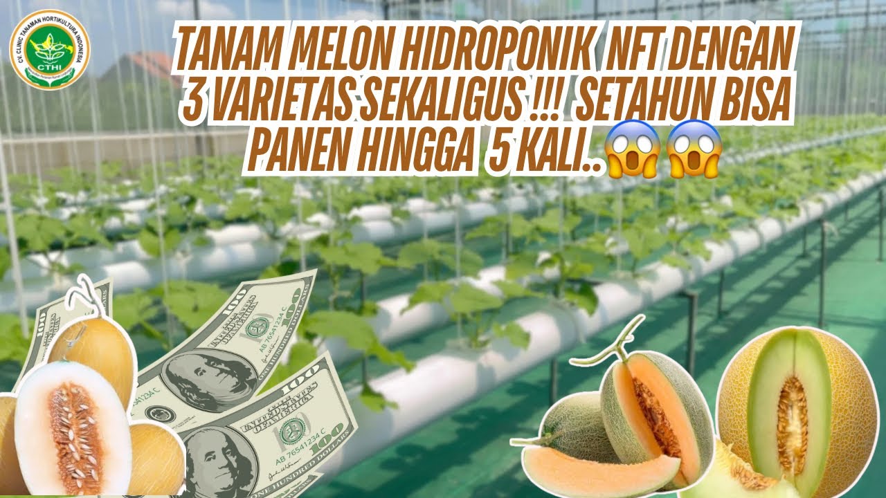 CARA MERAWAT MELON HIDROPONIK DENGAN SISTEM NFT DALAM GREEN HOUSE HINGGA PANEN 5 KALI DALAM ...