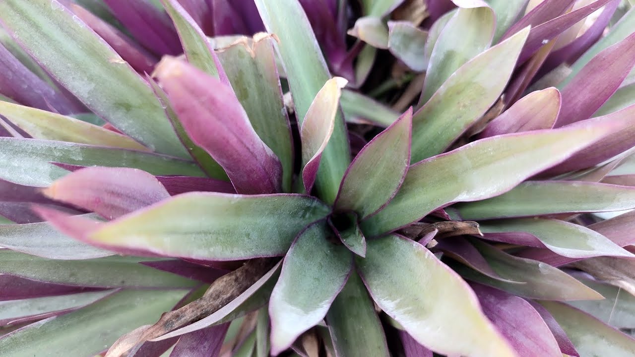 Rhoeo plant care || Oyster plant|| Double coloured leaf plant #rhoeo # ...