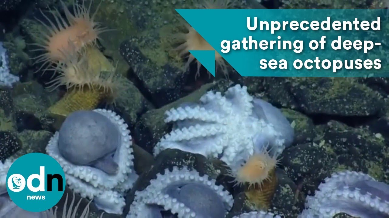 Unprecedented gathering of tiny deep-sea octopuses spotted off ...
