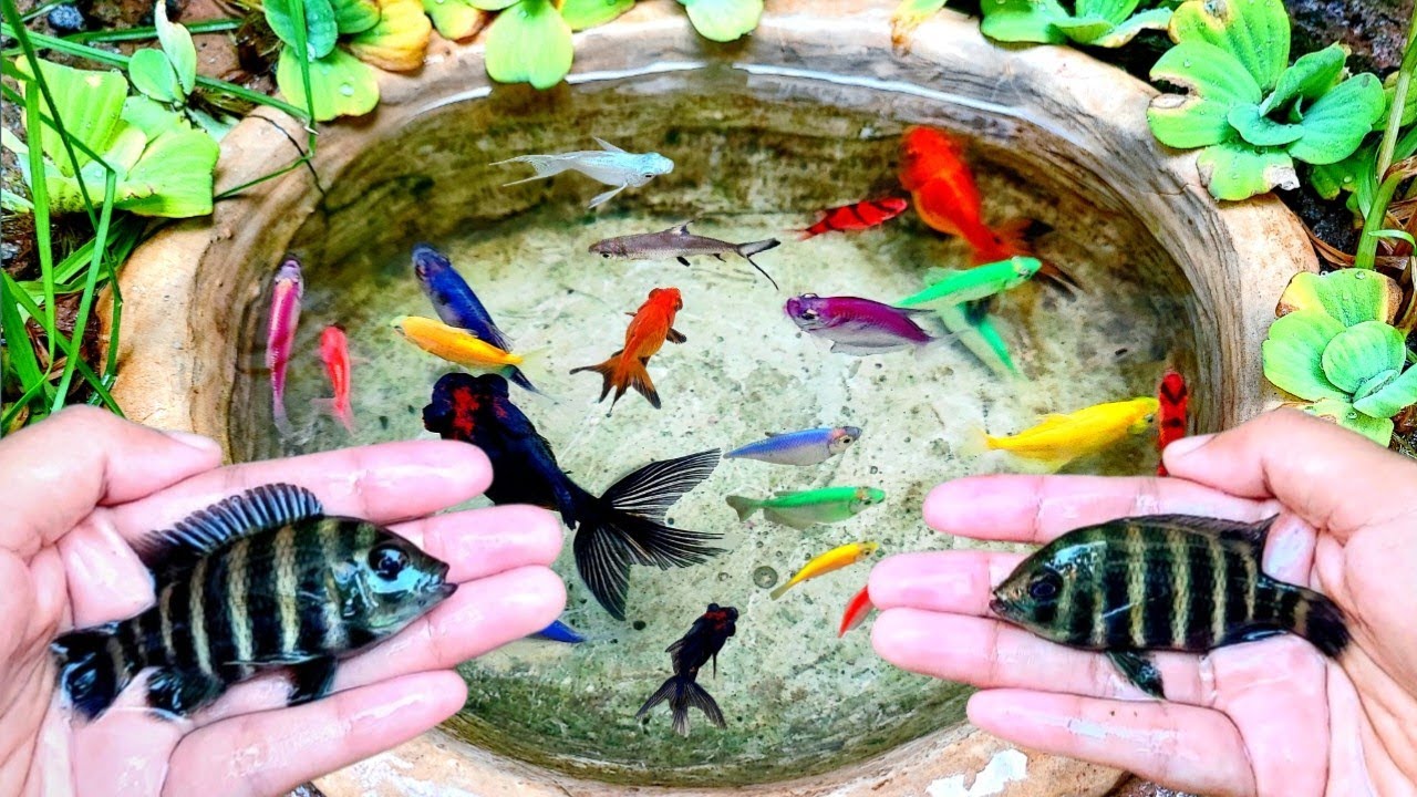 7:31 minutes very satisfying when it rains looking for cute Goldfish ...