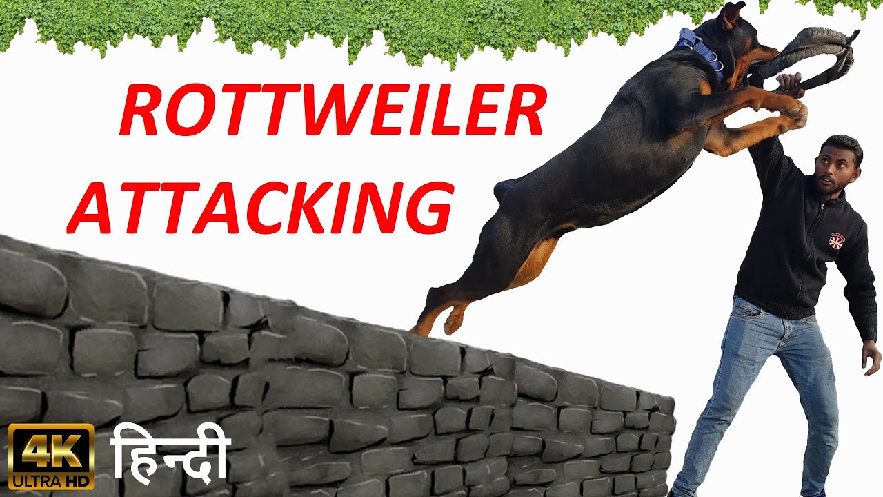 How To Train Your Rottweiler To Attack On Command
