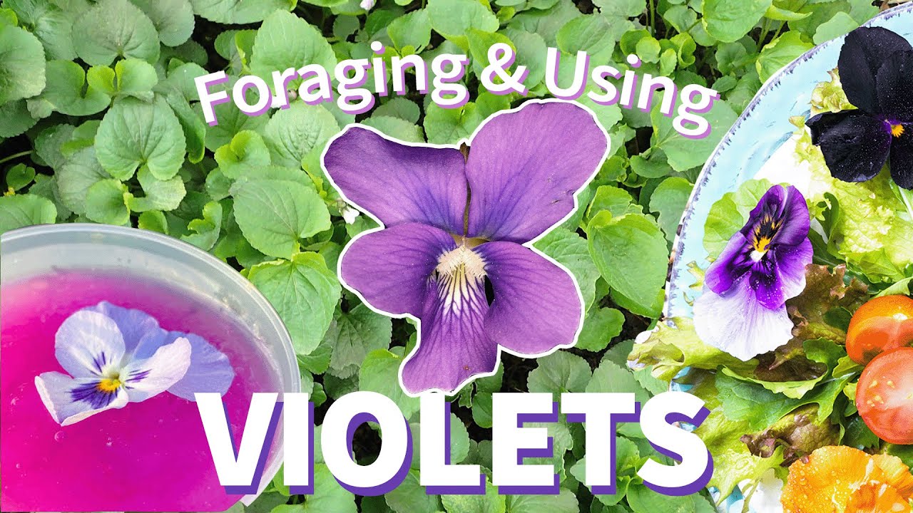 Foraging Violets: Identifying, Harvesting, Drying and Uses 🌸 - YouTube