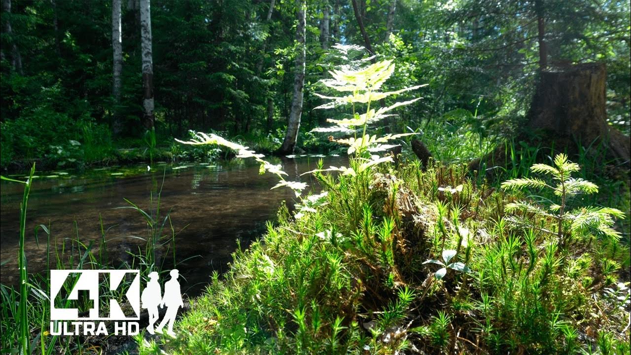 Раннее утро в лесу Прогулка по лесу к реке и озёрам Вид леса и пение птиц ранним утром в лесу