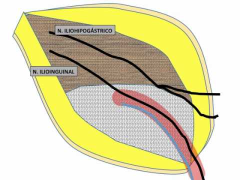 NERVES AT THE INGUINAL CANAL - YouTube