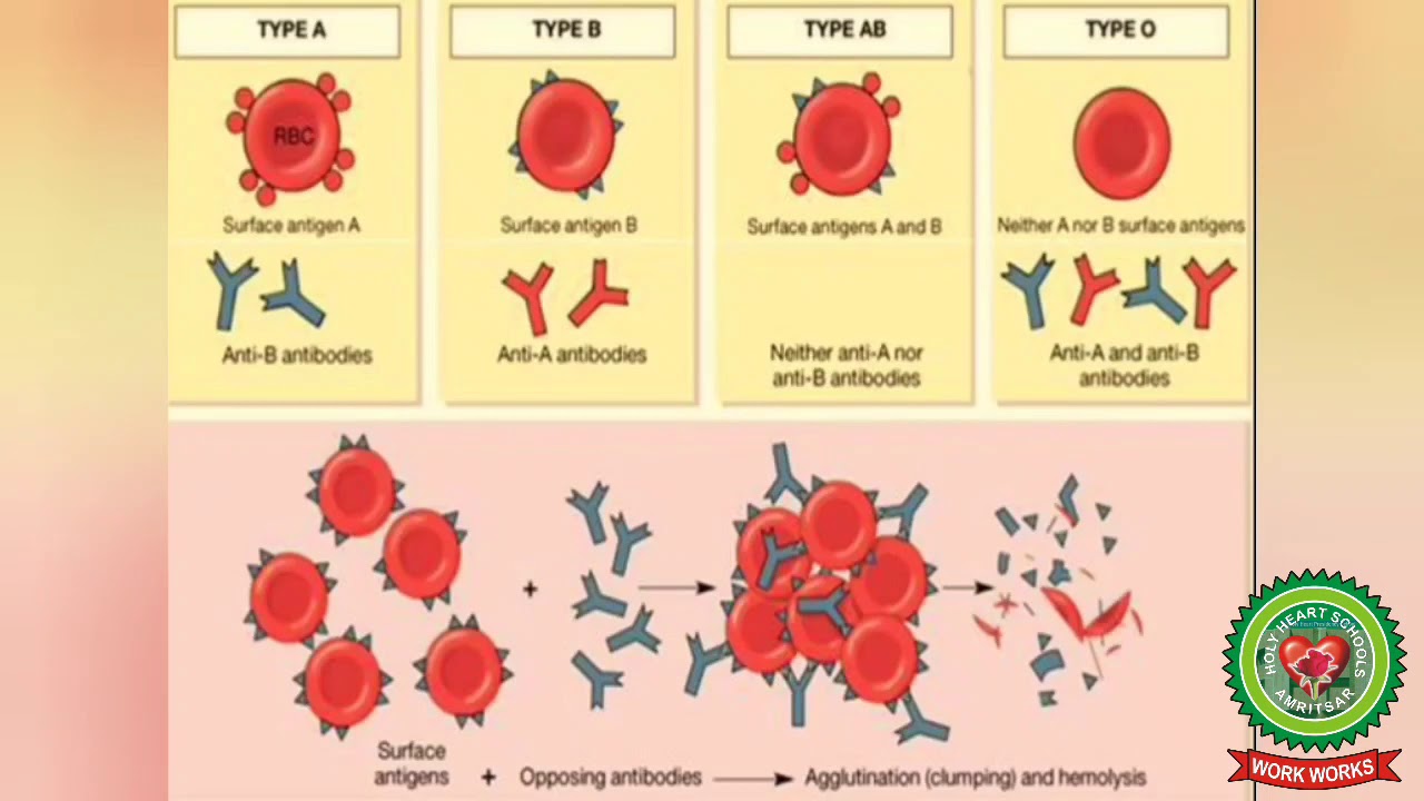 Heartbeat Pulse And Blood Pressure Day 3 Class 6 Biology Holy Heartbeat Pulse And Blood Pressure Day 3 Class 6 Biology Holy