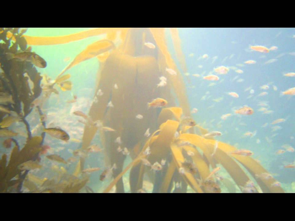 Big Schools of Juvenile Black Rockfish - YouTube