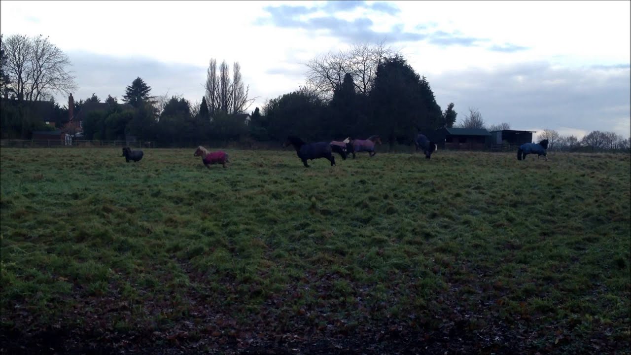 Horses getting excited in new field - YouTube
