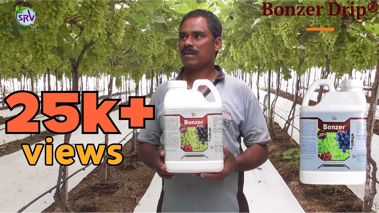 रु. ४७० च्या दराने द्राक्षे, Bonzer Drip® चे फायदे, ममीफिकेशन वर ...