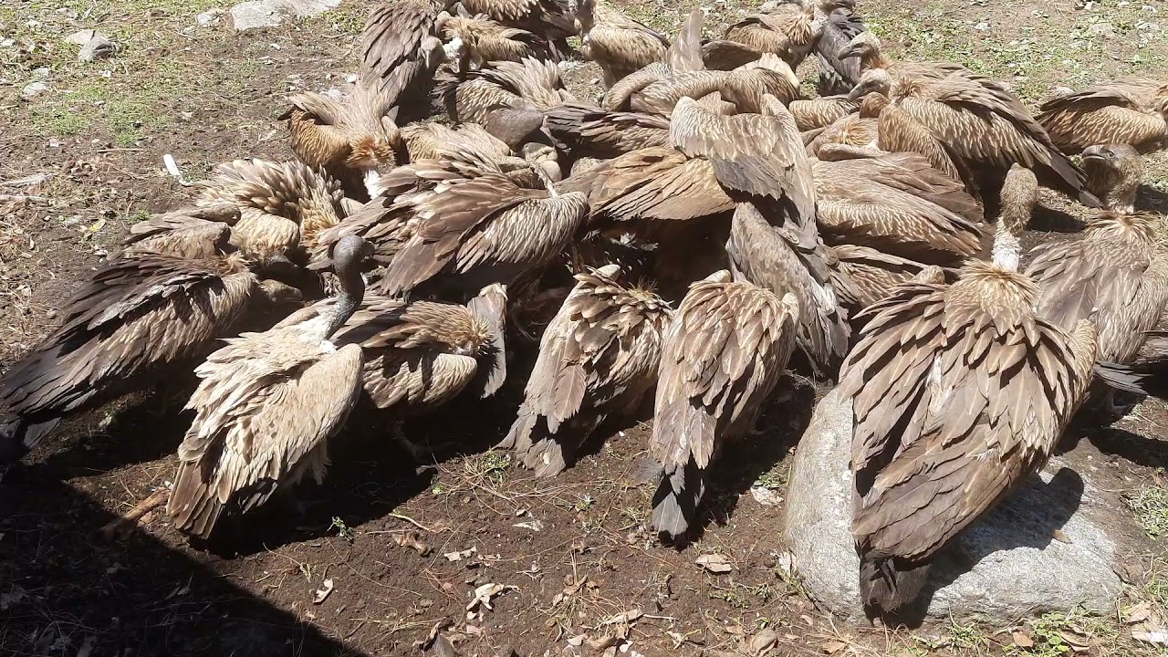 Vultures feeding on carcass at Vulture restaurant, Ghachowk Nepal - YouTube