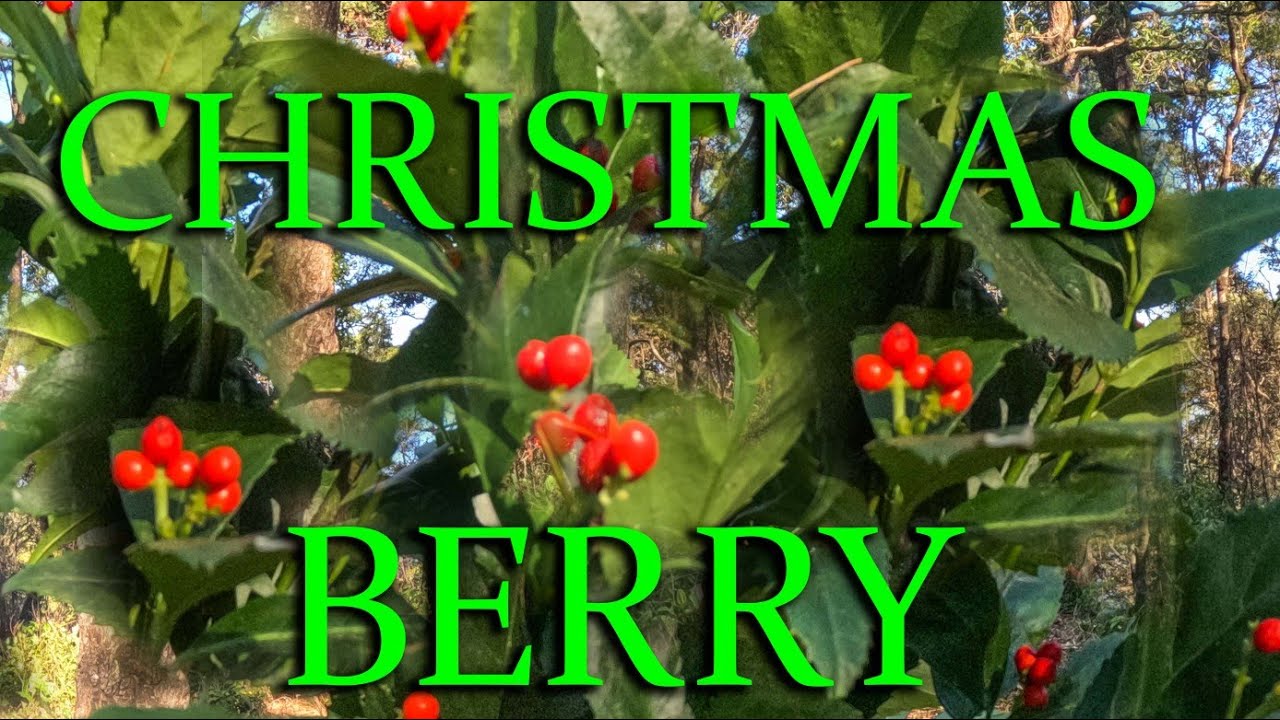 Ngin ia Kheit ia U Soh Kristmas|| Xmas Berry|| It's Xmas Time ...