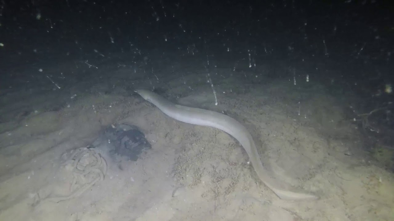 Newton's Cove, Weymouth 22nd September 2017 - YouTube