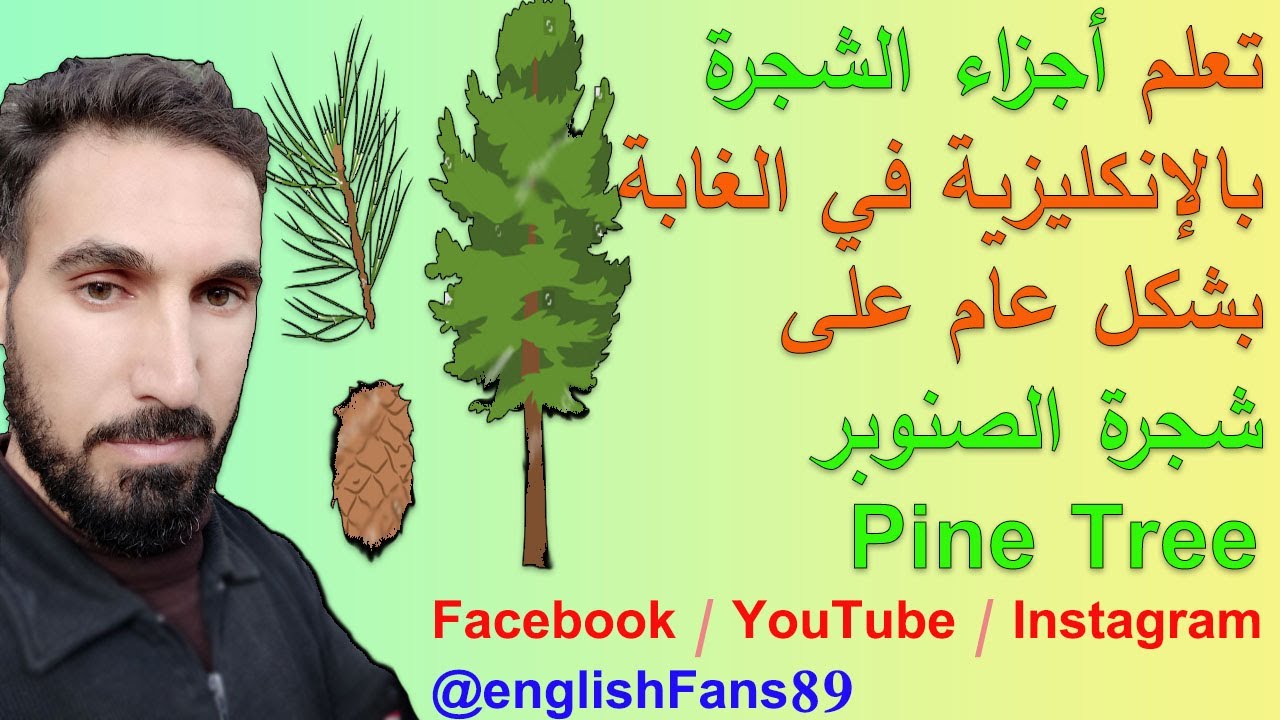 Tree parts in the Forest تعلم أقسام الشجرة في الغابة على شجرة الصنوبر ...