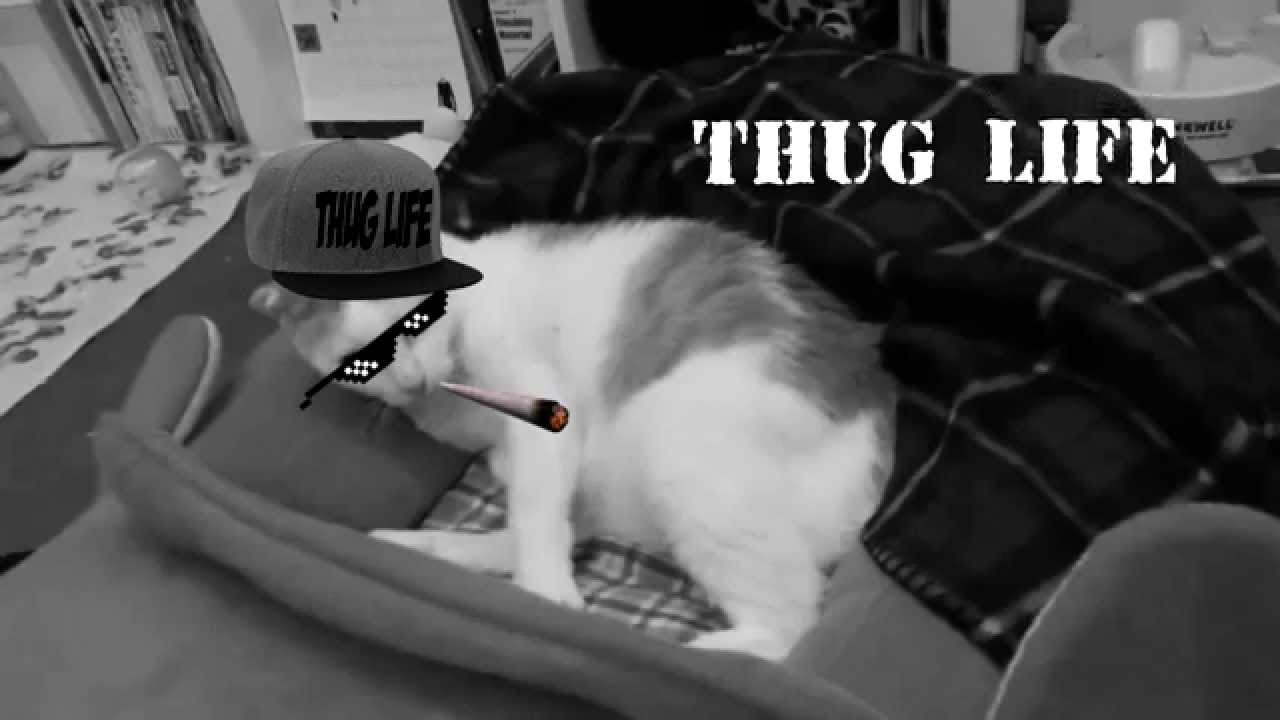 Cat Thug Life - YouTube