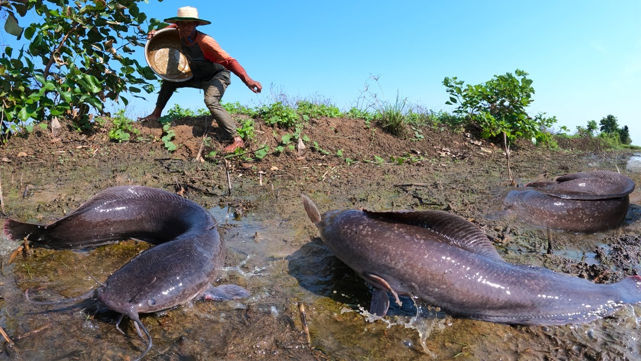Best hand fishing - a fisherman skill catch a lot of catfish now little ...