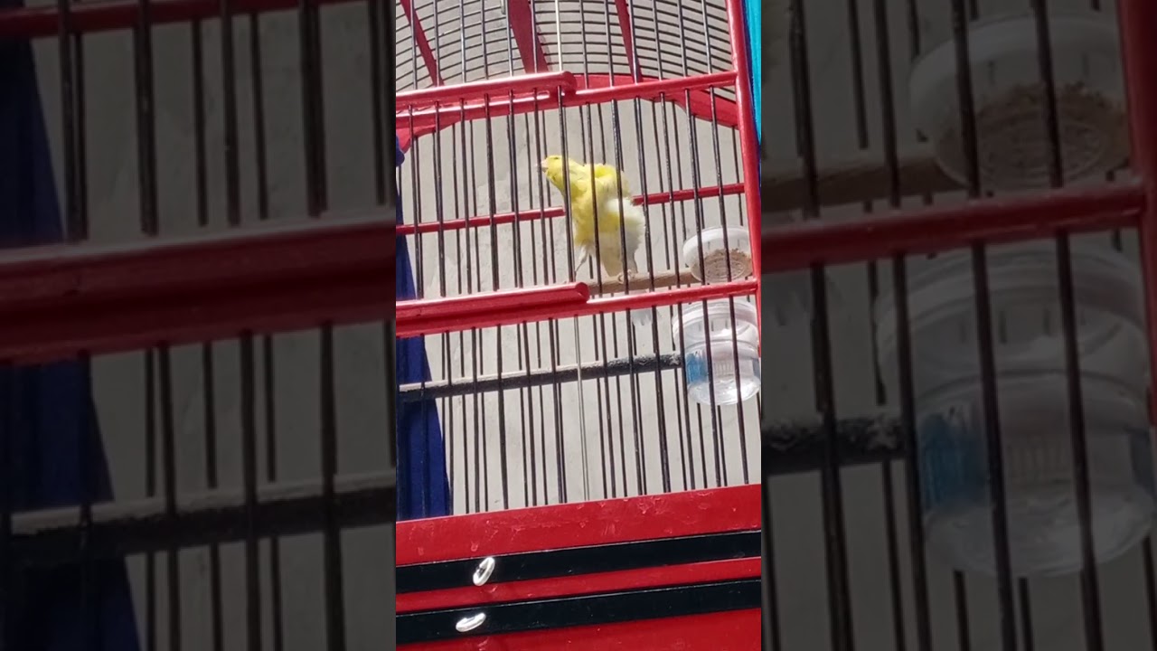 burung kenari bird canary south dutch frill - YouTube