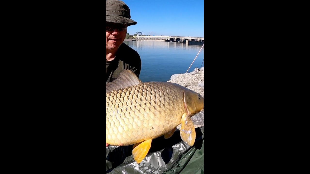 Big and beautiful common carp at Danube River! #shorts - YouTube