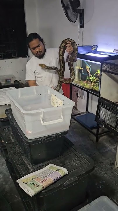 reticulated pythons #reticulatedpython #snake - YouTube