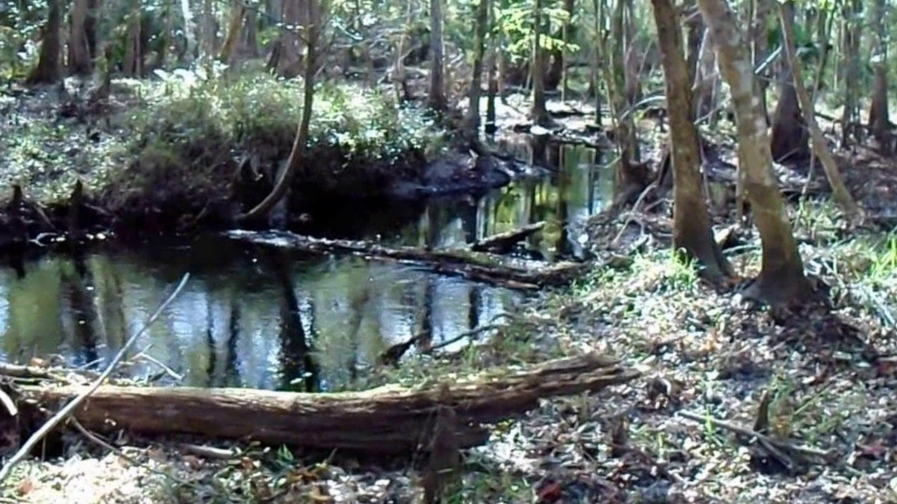 Hal Scott Regional Preserve Trails and Campsites - YouTube