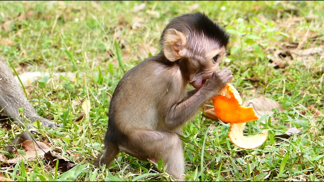 Under Observation Babie monkey Mateo Can Help Feeding With Fruit Extra ...