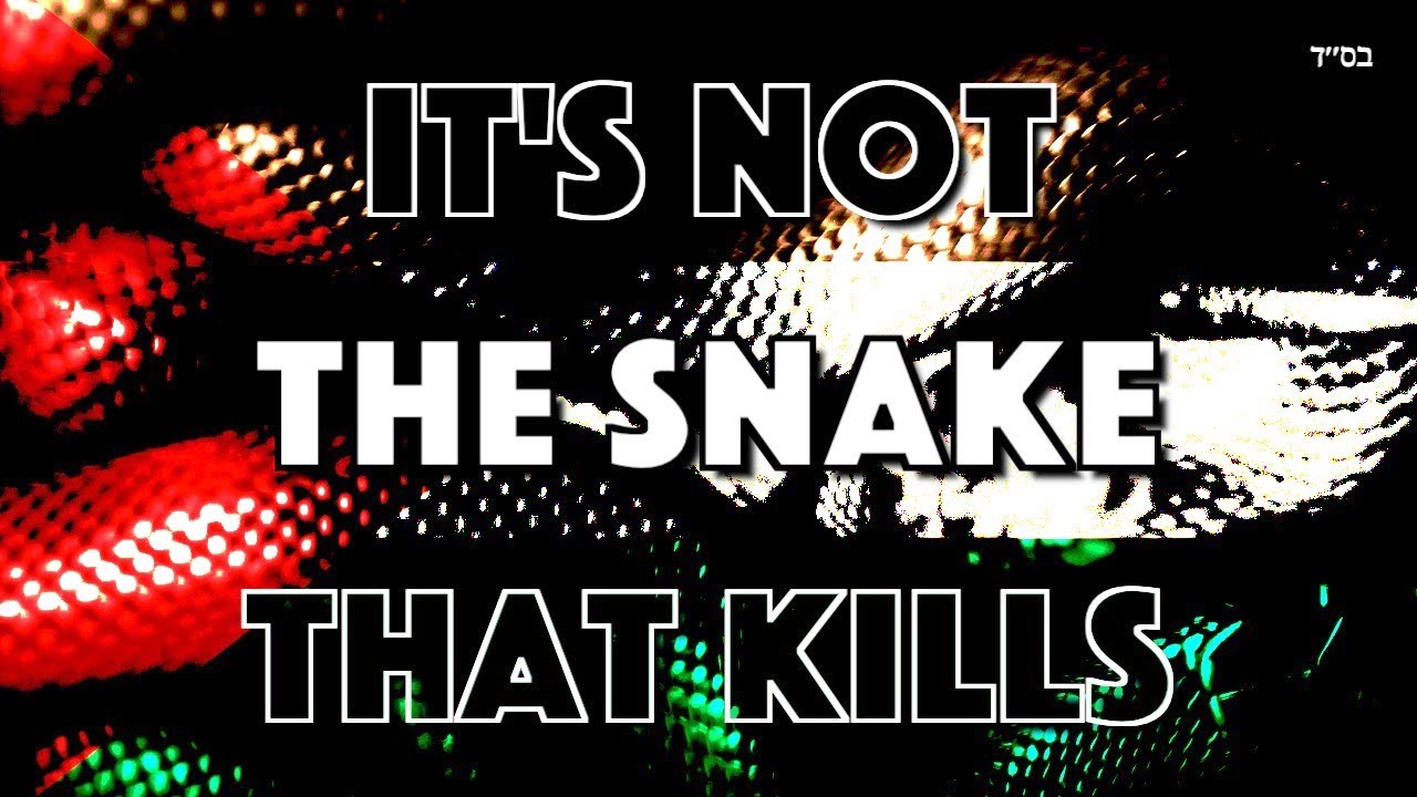 It's Not The Snake That Kills - YouTube