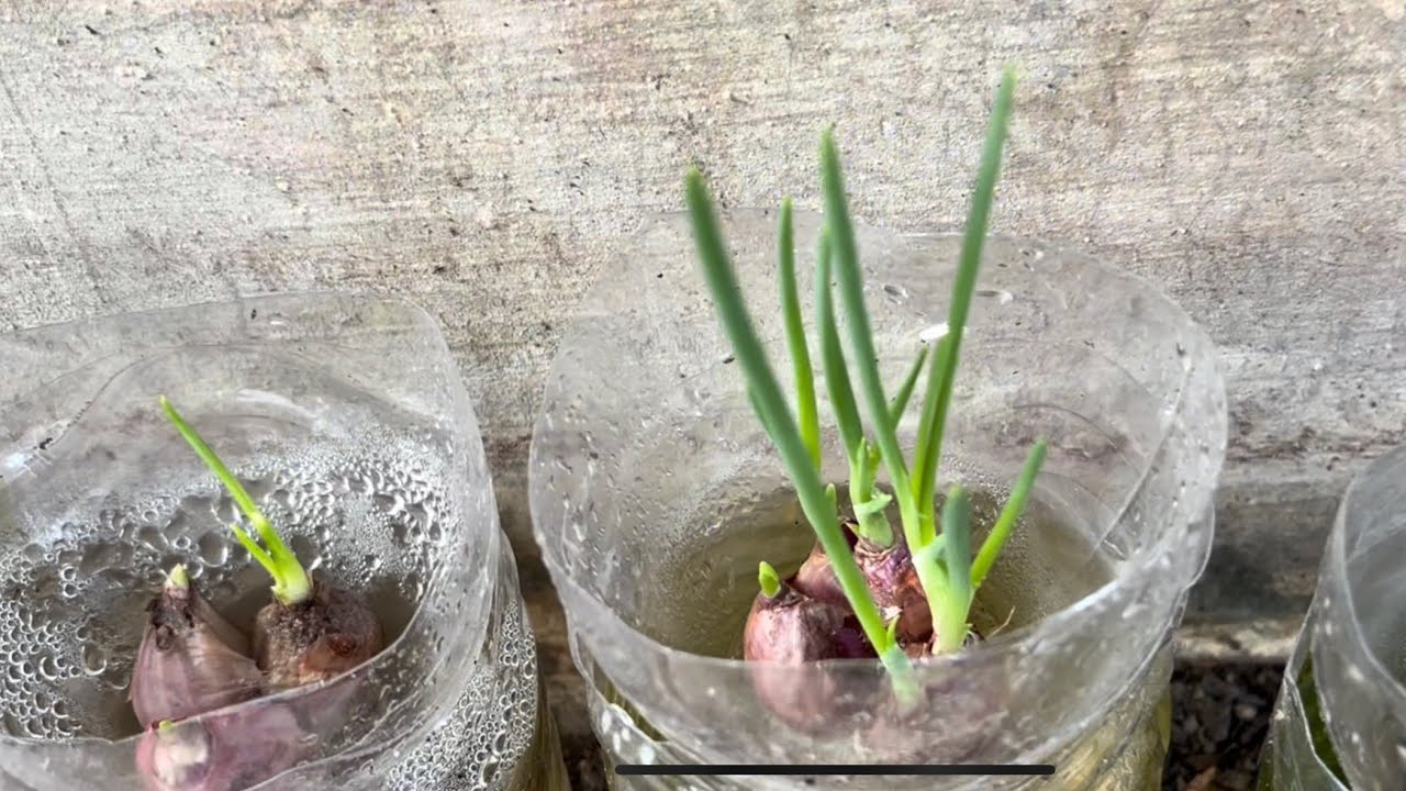 Techniques for growing onions using recycled materials. - YouTube