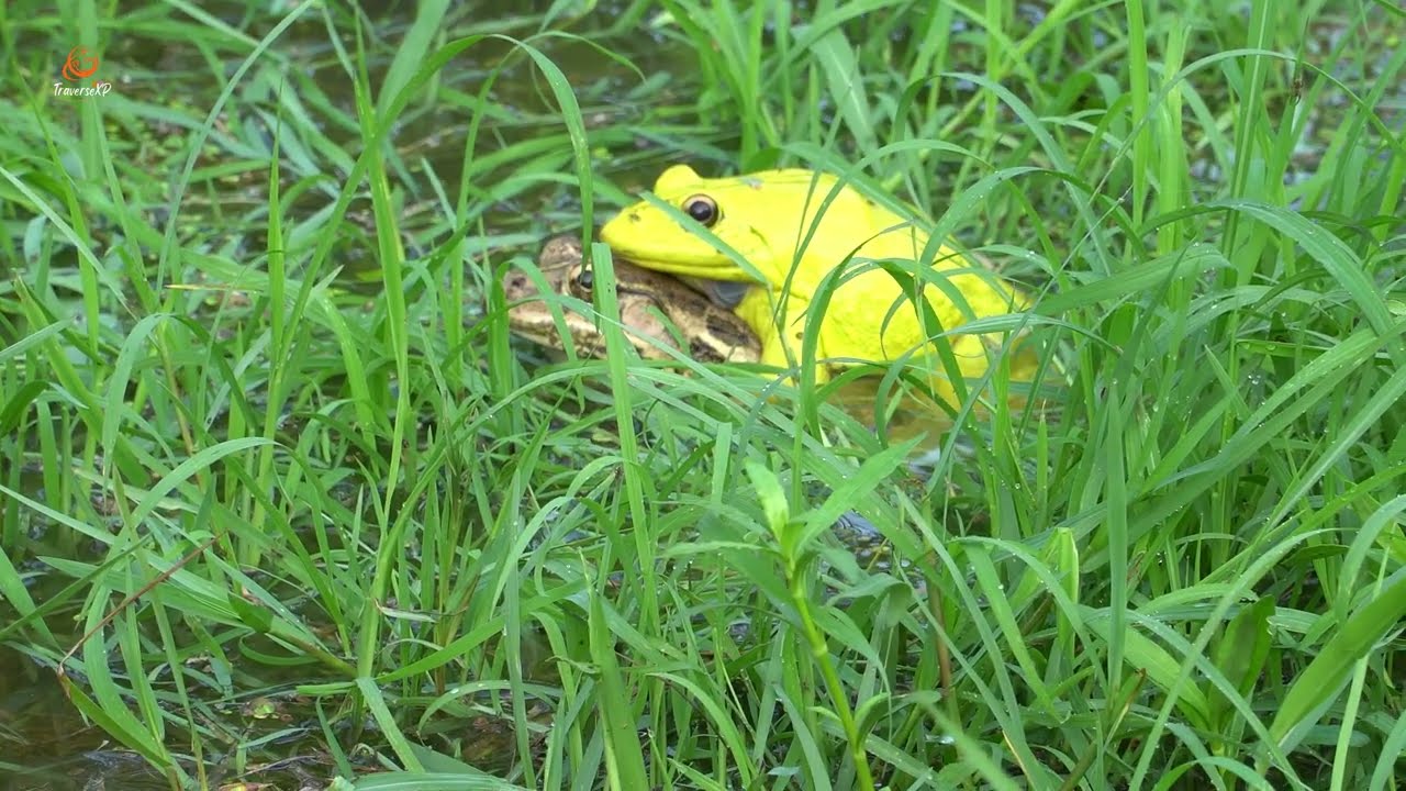 Amazing Sounds of the Rare Yellow Frog! | Indian Bullfrog | 4K - YouTube