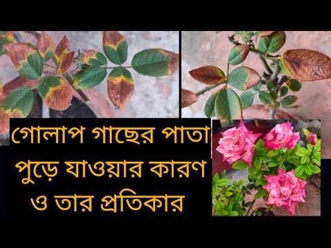 Rose leaf burn problem solution ।। গোলাপ গাছের পাতা পুড়ে যাওয়ার কারণ ...