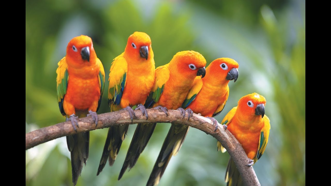 Beautiful Birds Chirping & Singing In The Hedge Colorful Birds - YouTube