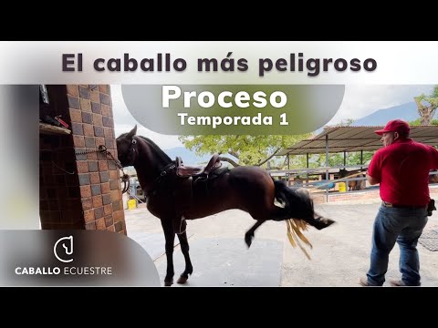 🐴🧨 EL CABALLO MÁS PELIGROSO ⚡💣  -  Resumen del proceso - Temporada 1 - Doma racional