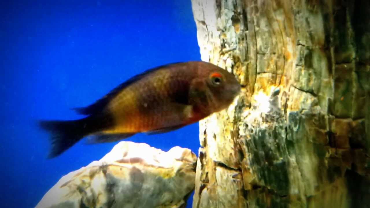 Tropheus Tankım İkola Bemba ve Red Chimbalar - YouTube