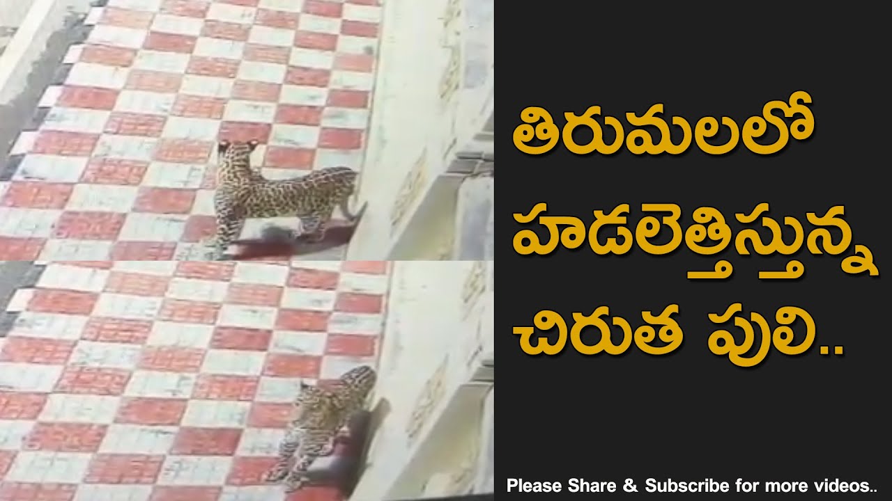 Leopard Spotted Near Sri Venkateswara Museum Tirumala - YouTube