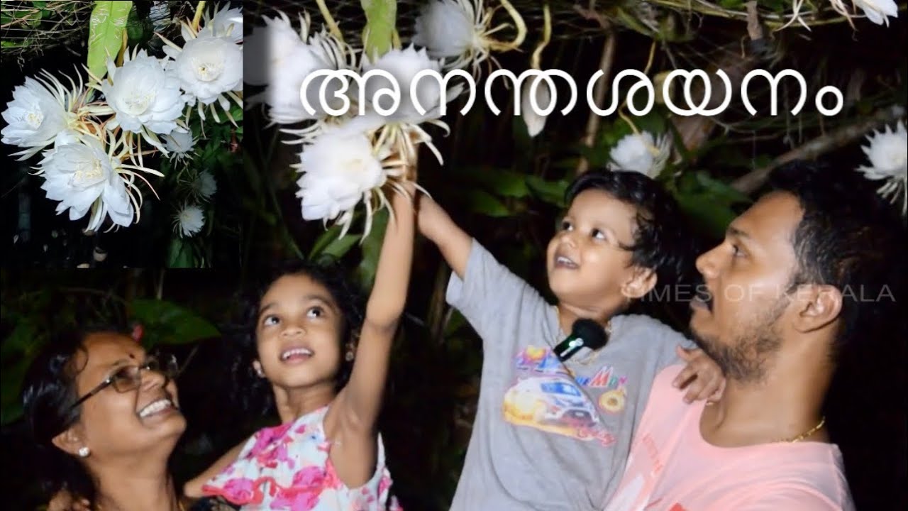 രാത്രി വിരിയുന്ന അനന്തശയനം | ananthasayanam flower | - YouTube