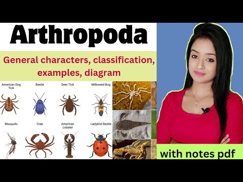 phylum Arthropoda bsc 1st year zoology, Arthropoda classification ...