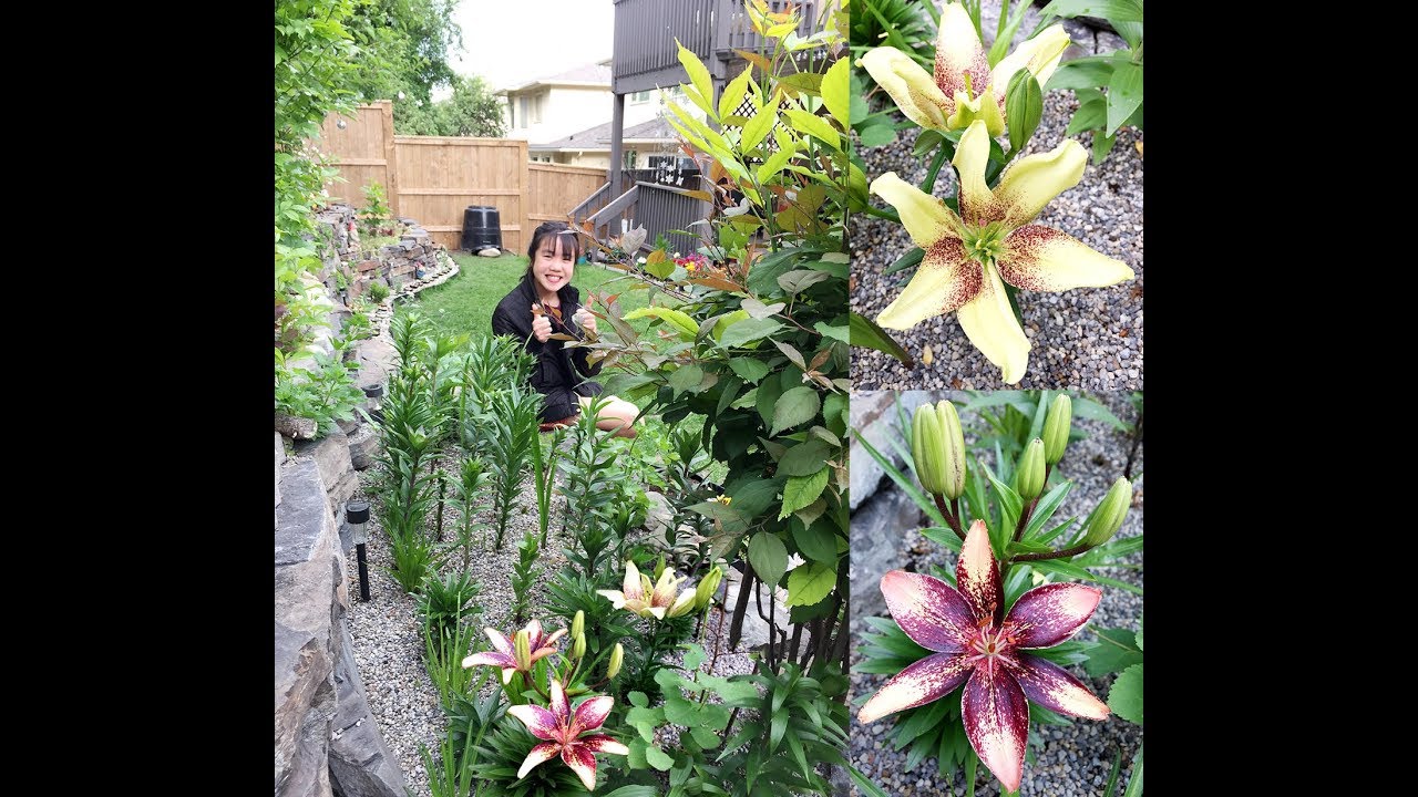 Our Little Lily Patch - YouTube