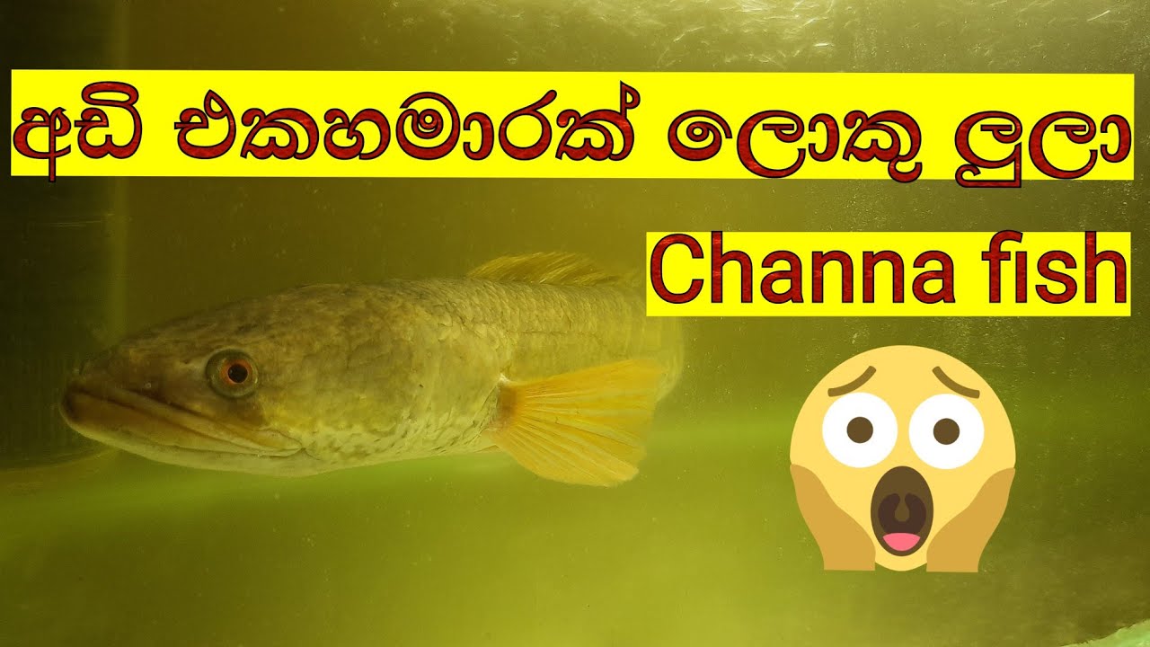 Snake head fish. Channa fish. Lula fish ( ලුලා ) In sri Lanka🇱🇰 - YouTube