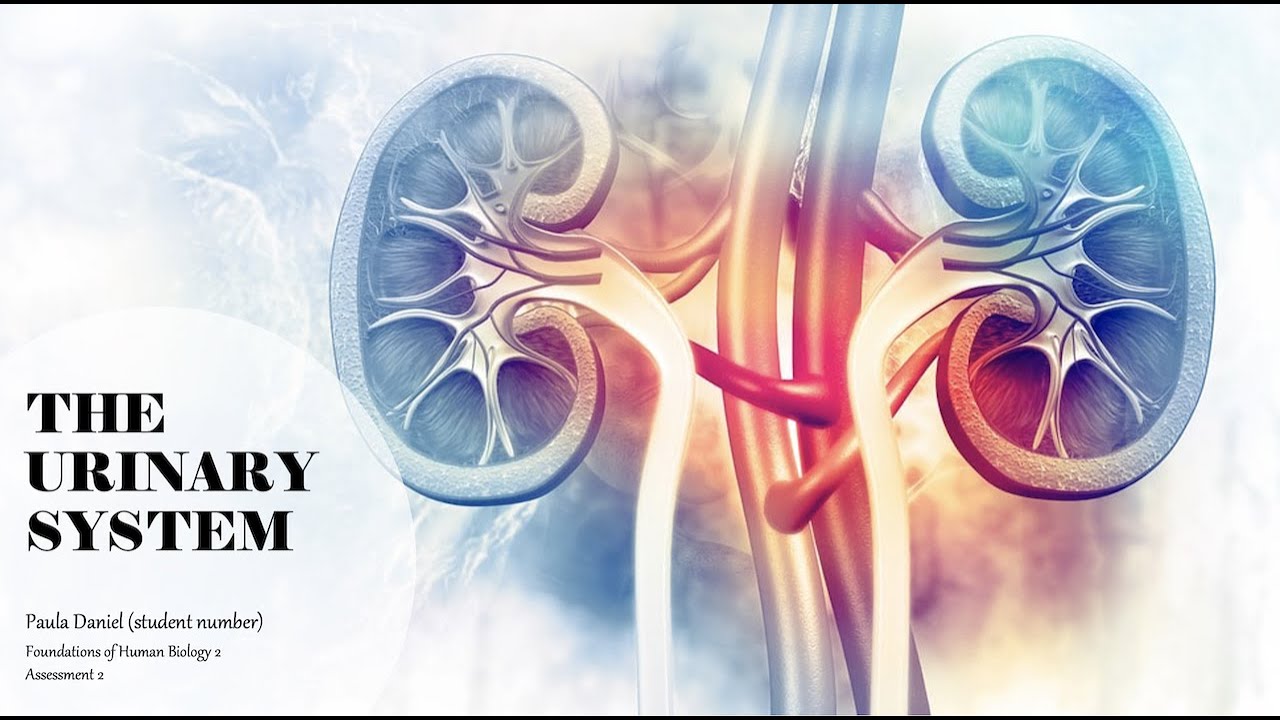 Urinary System - YouTube