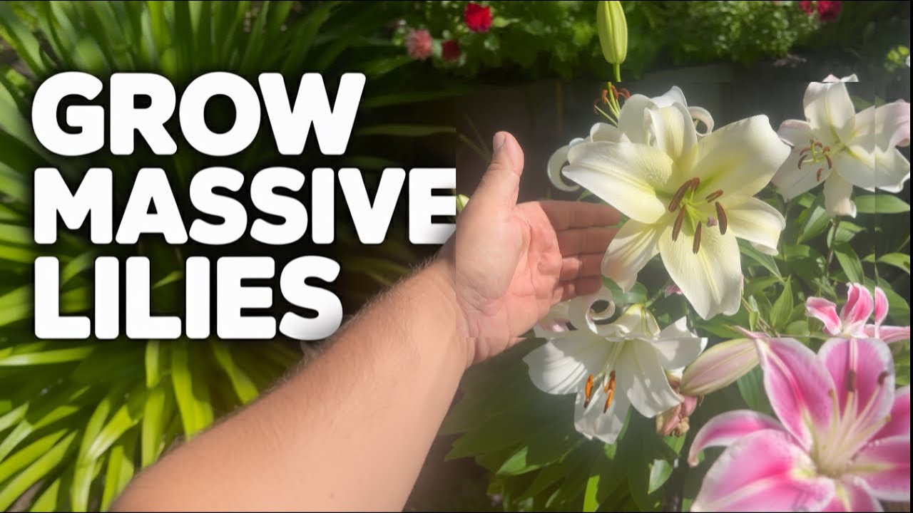 Fall Lily Planting Secrets | The 9 Bulb in 3 Triangle Method Revealed ...